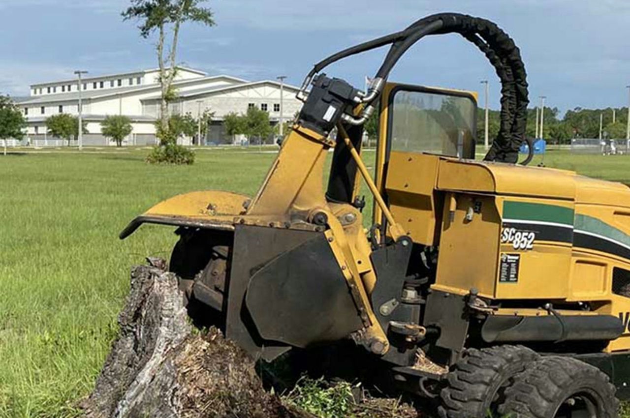 How to Remove a Tree Stump Safely in Auckland - Ultimate Tree Cutters